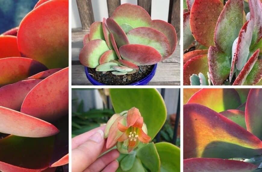 14 Types Of Xerophyta Pictorial Guide