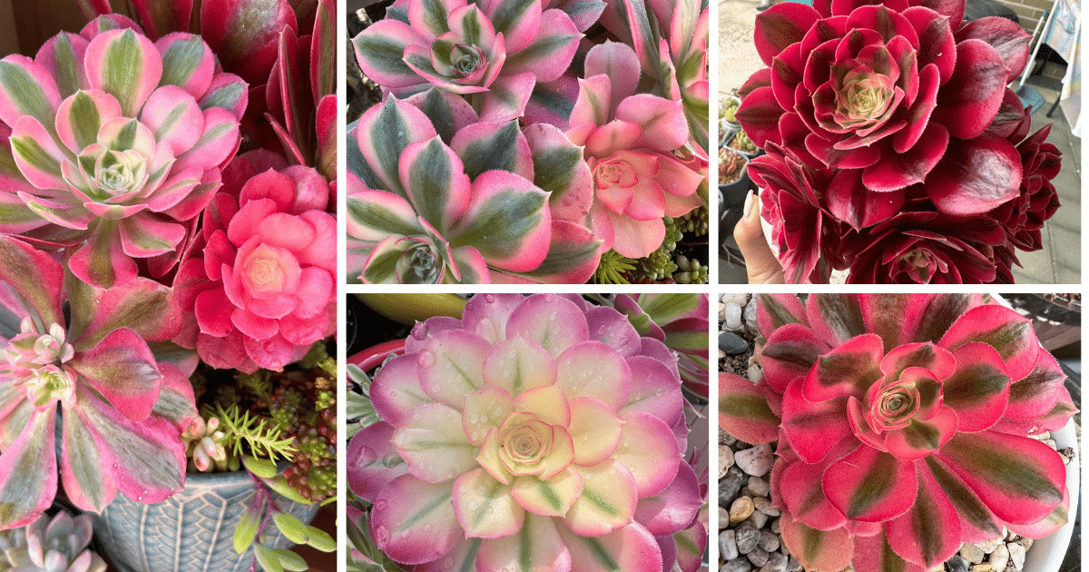 The Ultimate Guide To Caring For Your Ogre Ear Succulent